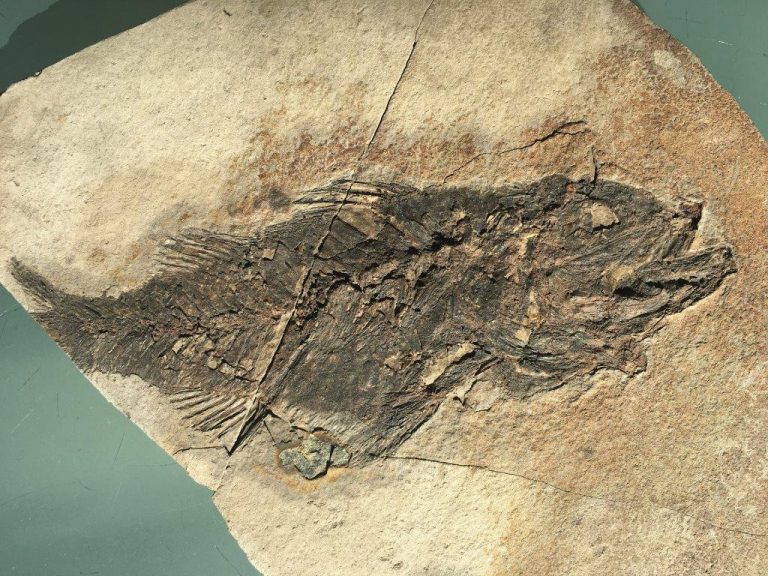 fossielen - Lithos Harelbeke - Fossielen en Mineralen